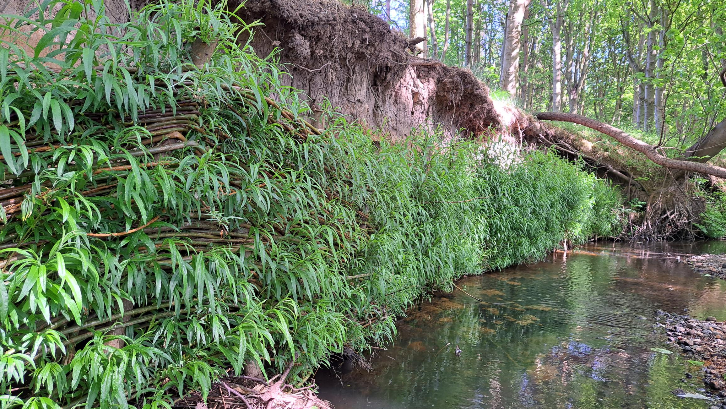 A Season of Growth and Change at Balcaskie Estate - Balcaskie