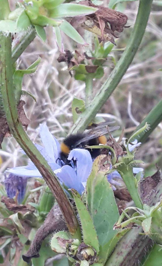 Birds, bats, bees and more - Balcaskie