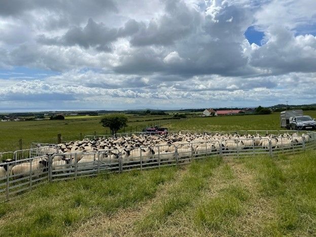 Iestyn Richards, Farm and Estate Student - Balcaskie
