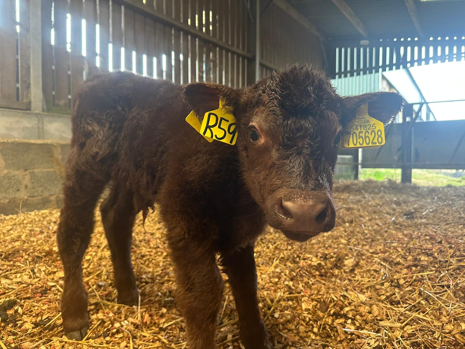 Cameron Betts, Cattleman - Balcaskie