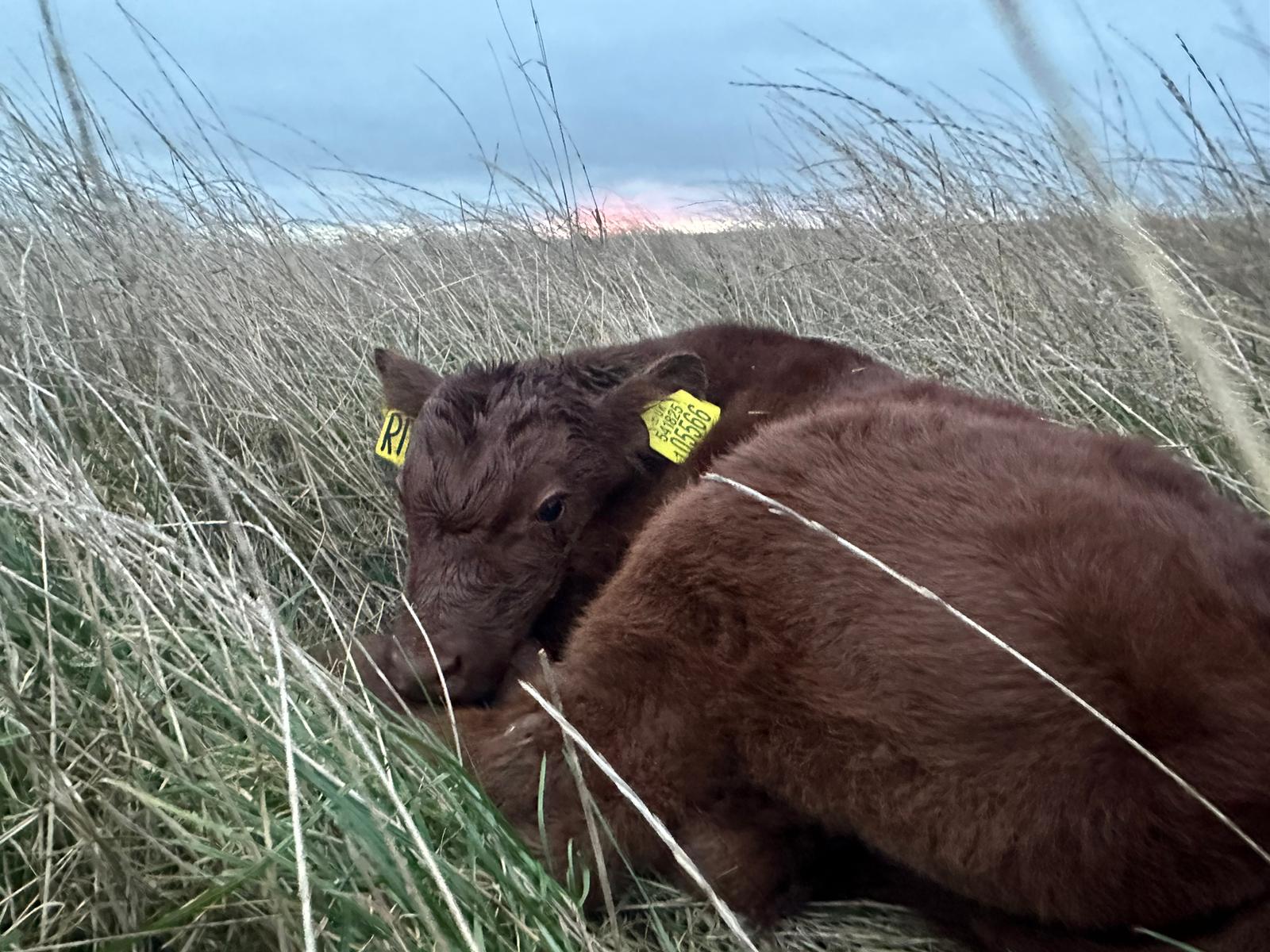Cameron Betts, Cattleman - Balcaskie