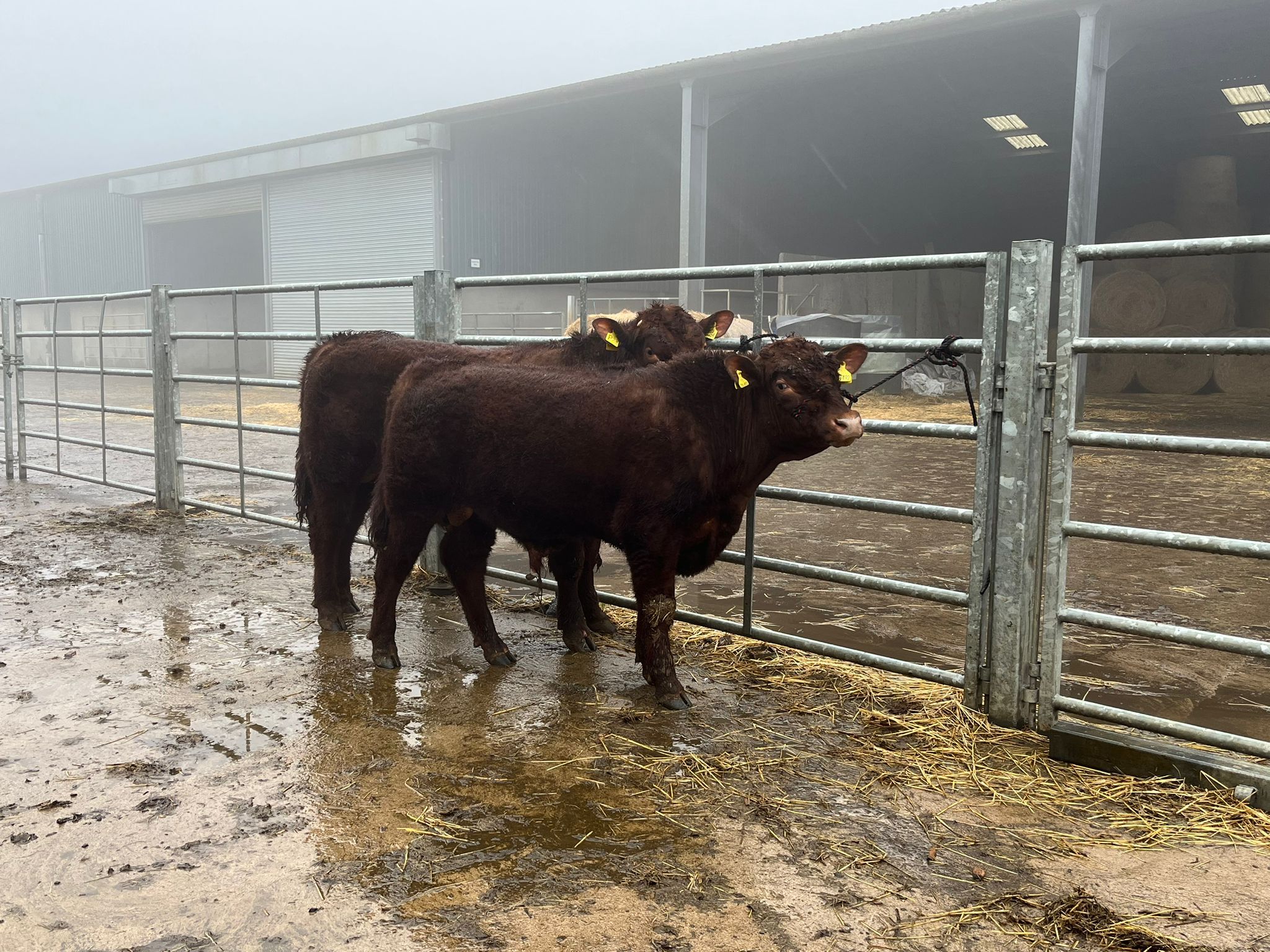 Kieran McIntyre, Farm Student - Balcaskie