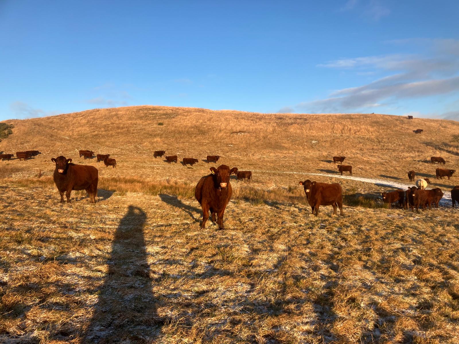 Winter Routine - Balcaskie