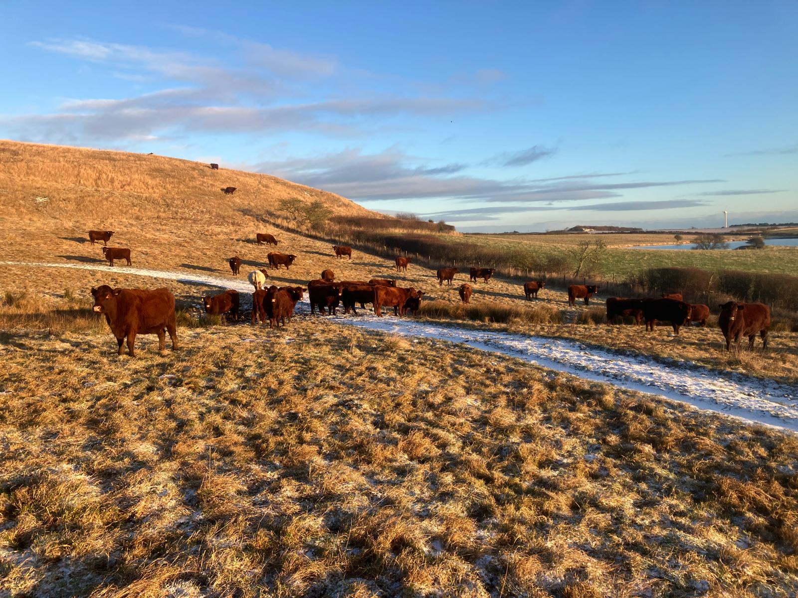 Winter Routine - Balcaskie