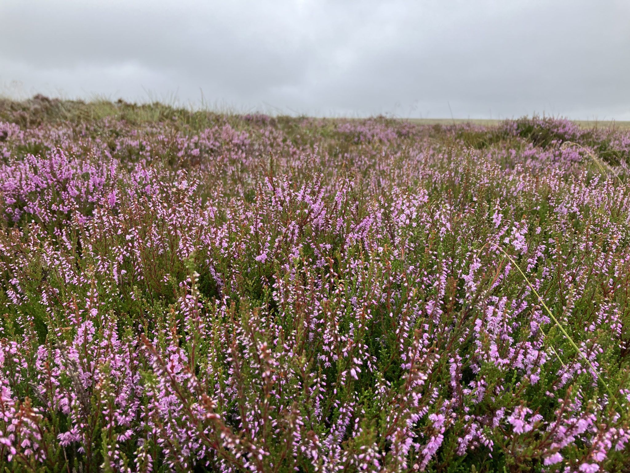 Harvest 2022 - Balcaskie