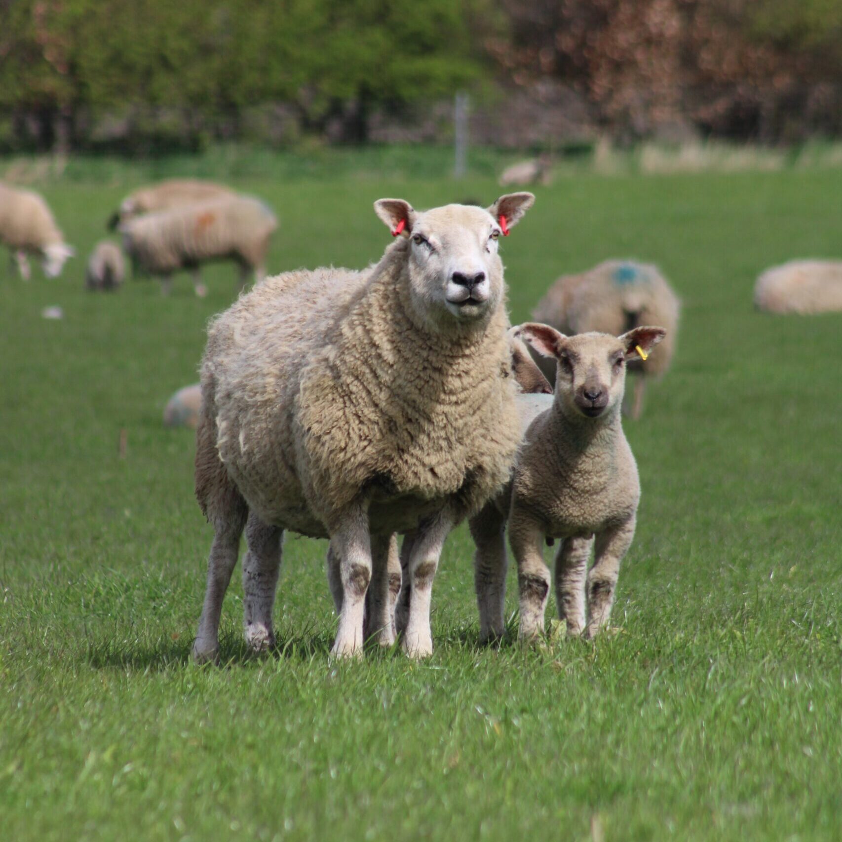 Showtime - Balcaskie