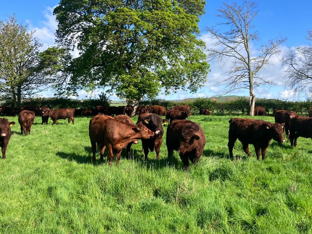 Inspection Month - Balcaskie