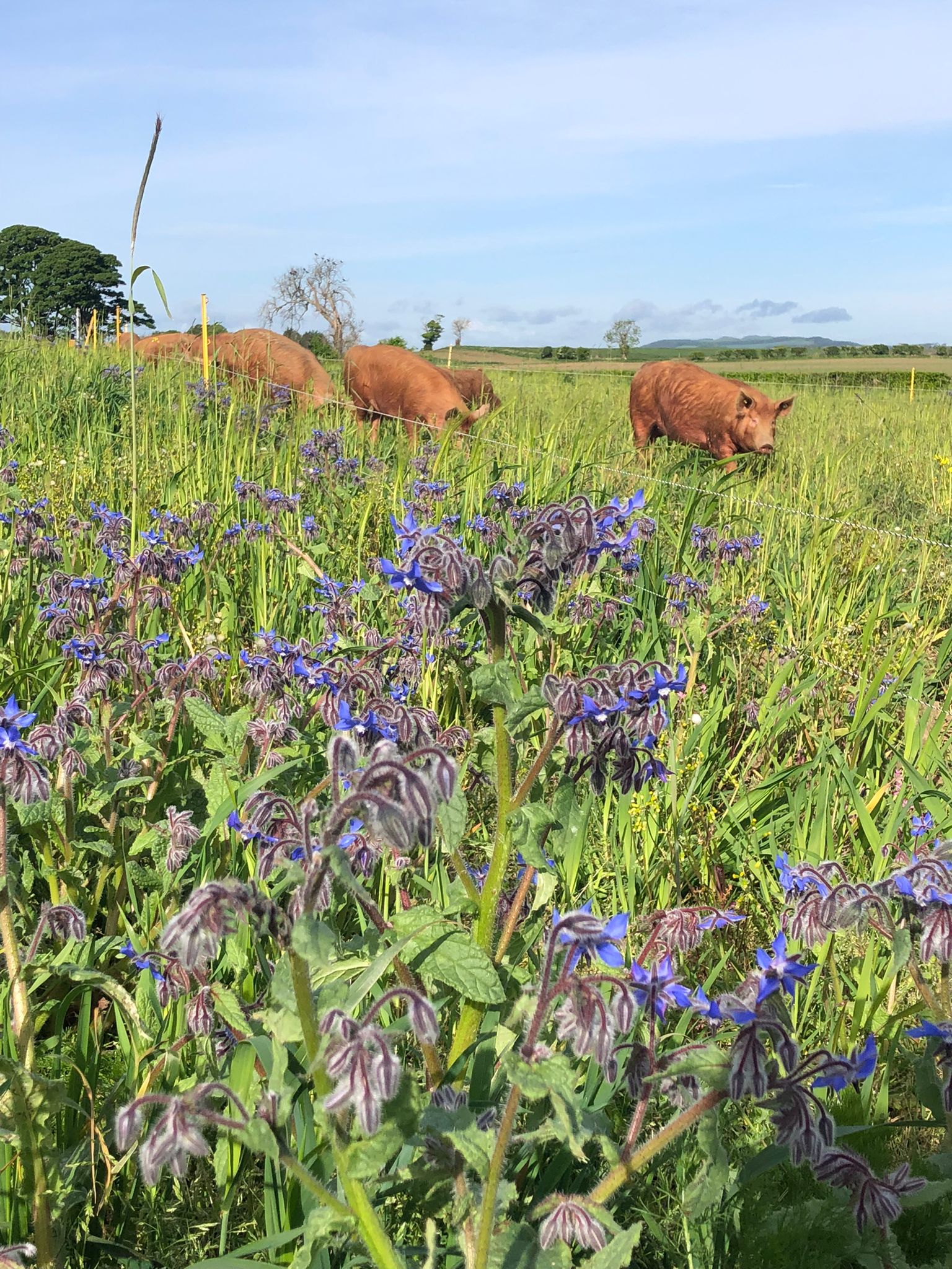 Scott Ramage, General Farm and Estate Worker - Balcaskie