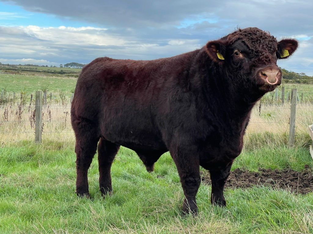 Cameron Betts, Stockman - Balcaskie